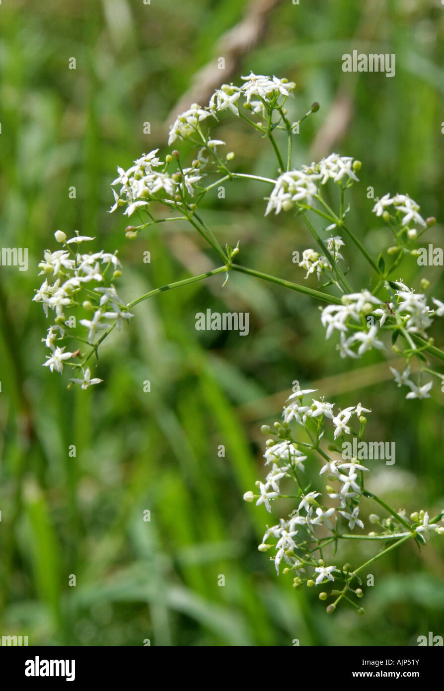 Hedge Bedstraw, Upright Bedstraw, Upright Hedge Bedstraw or White ...