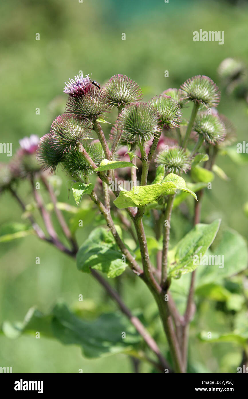 Lesser Burdock, Arctium minus, Asteraceae Stock Photo - Alamy