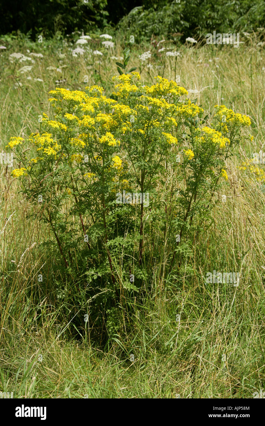 Ragwort, Senecio jacobaea, Asteraceae (Compositae Stock Photo - Alamy