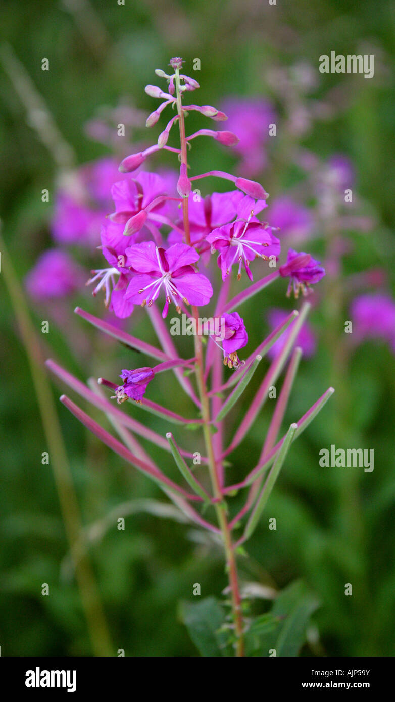 épilobium angustifolium hi-res stock photography and images - Alamy