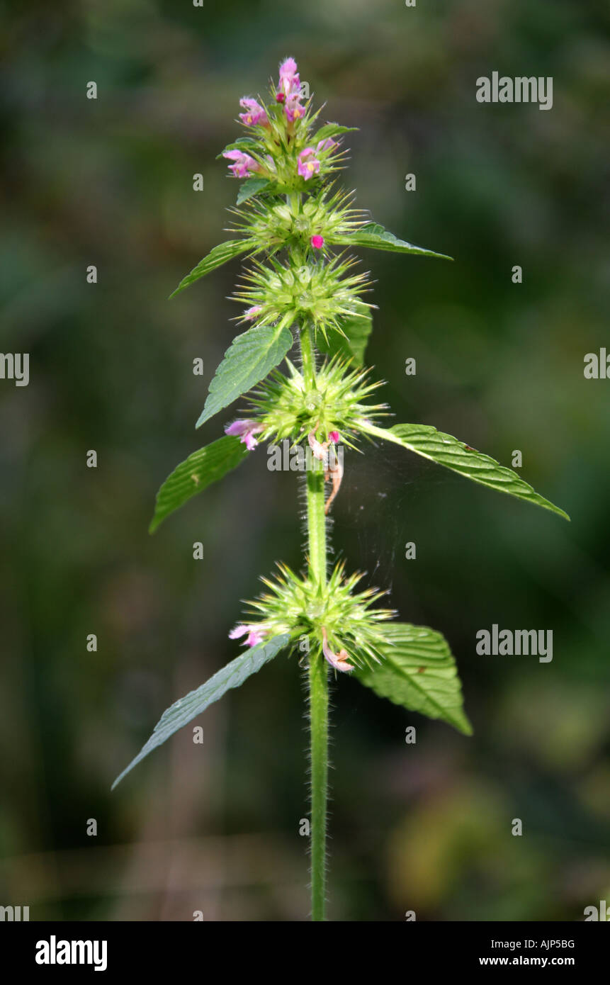 Red Hemp Nettle Galeopsis angustifolia Lamiaceae, Labiatae Stock Photo ...