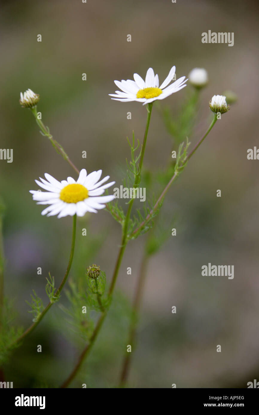 Scentless Mayweed, Matricaria perforata or Tripleurospermum inodorum or ...