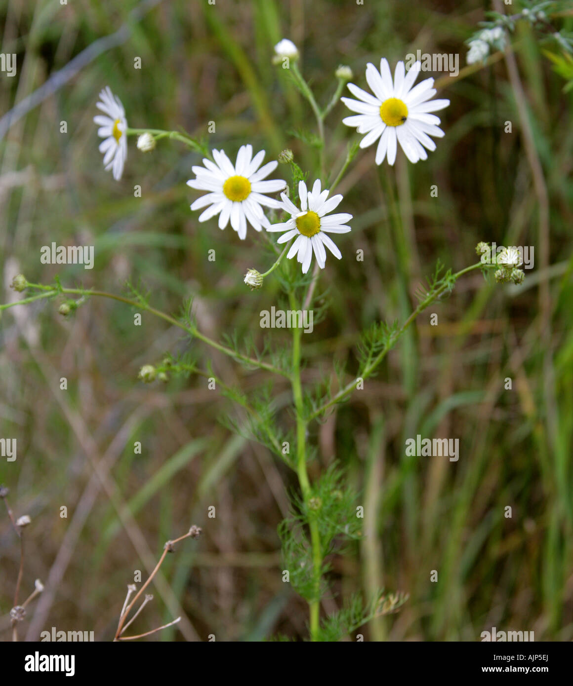 Scentless Mayweed, Matricaria perforata or Tripleurospermum inodorum or ...