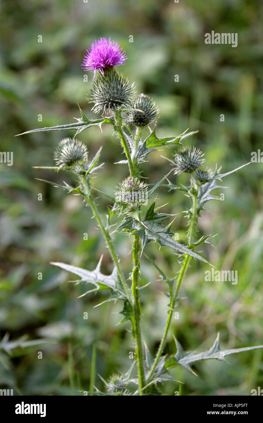 Spear Thistle, Cirsium vulgare, Asteraceae (Compositae Stock Photo - Alamy