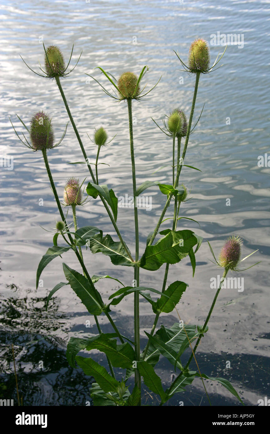 Teasel Dipsacus fullonum Dipsacaceae Stock Photo - Alamy