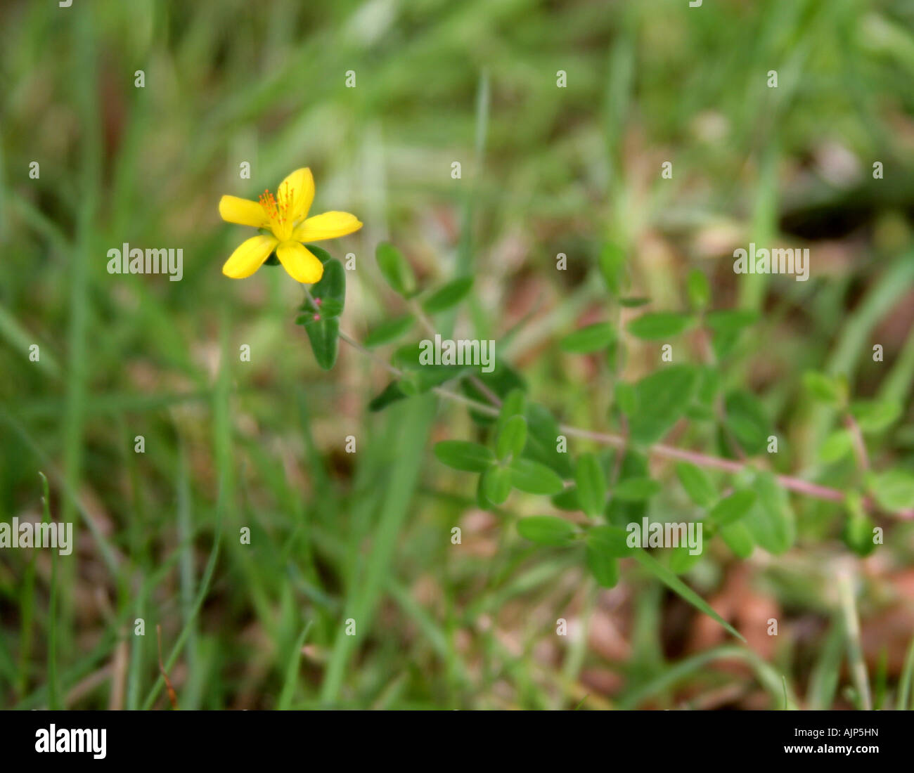 Trailing St Johns Wort, Hypericum humifusum, Hypericaceae Stock Photo ...