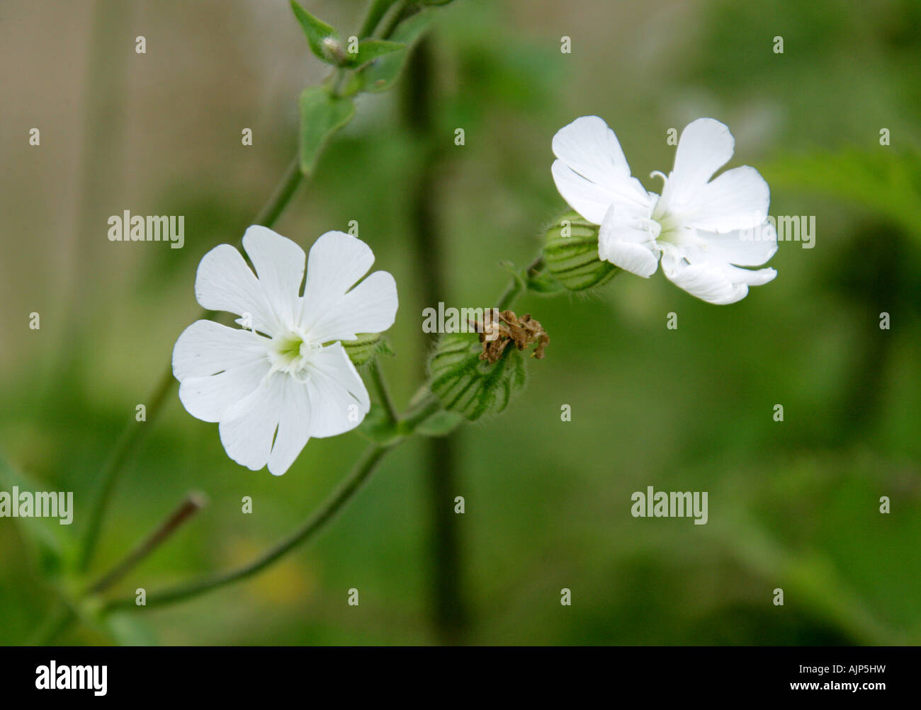 White Campion Silene alba Caryophyllaceae Stock Photo - Alamy