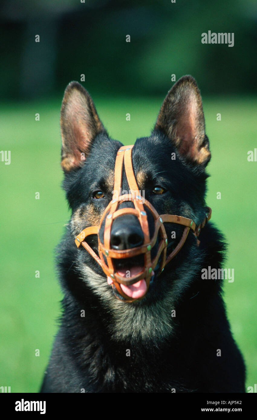 German Shepherd Dog with muzzle Alsatian Stock Photo - Alamy