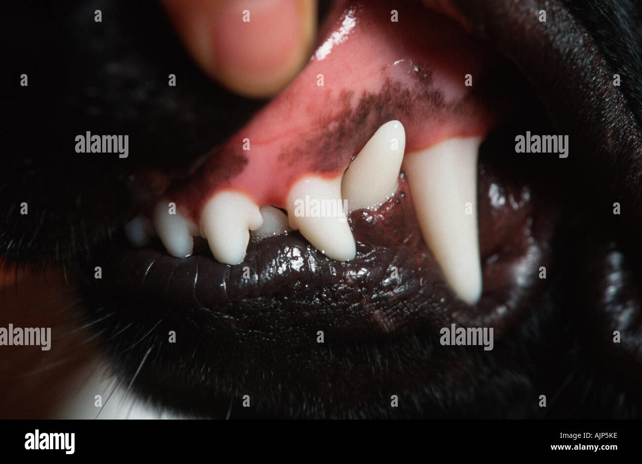 German Shepherd Dog teeth Alsatian tooth Stock Photo - Alamy