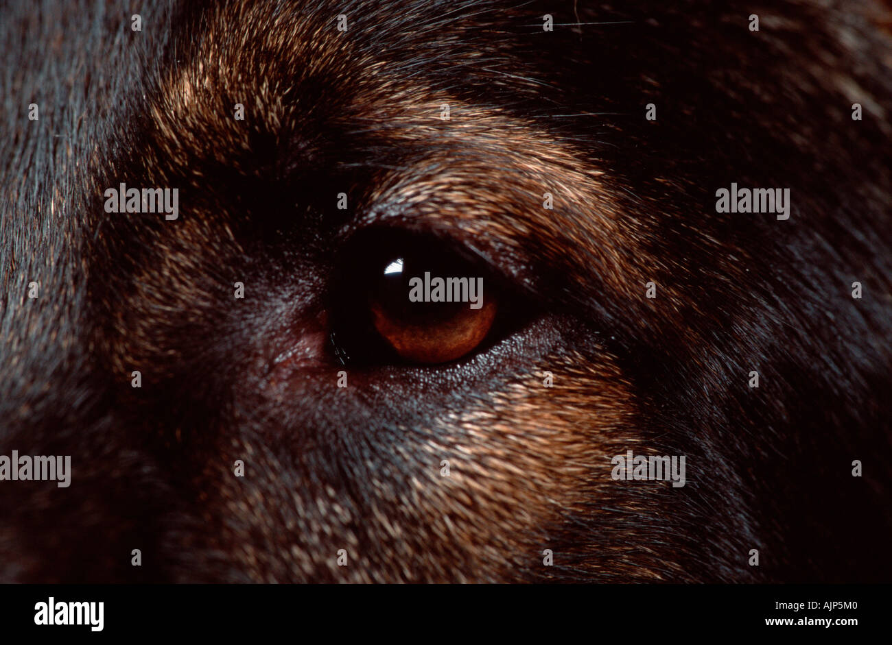 German Shepherd Dog eye Alsatian Stock Photo - Alamy
