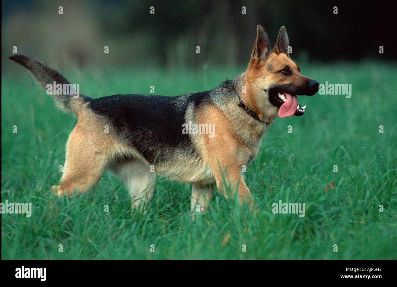 German Shepherd Dog Alsatian Stock Photo - Alamy