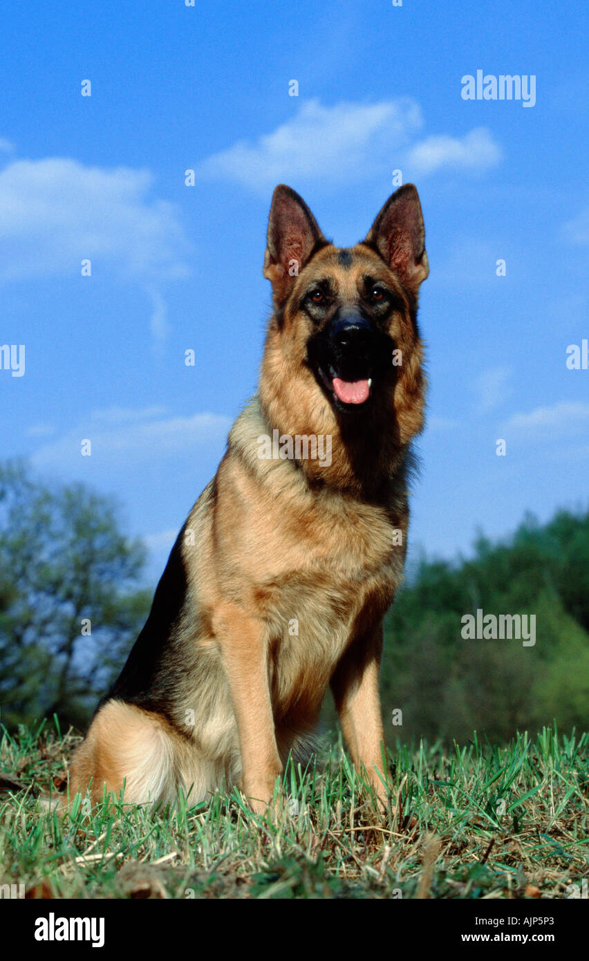 German Shepherd Dog Alsatian Stock Photo - Alamy