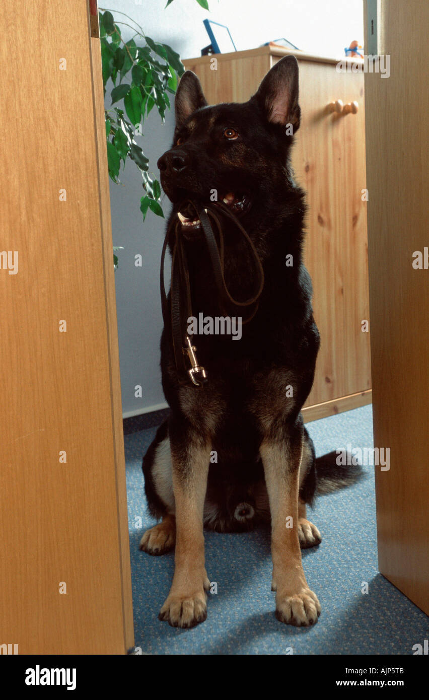 German Shepherd Dog with leash in mouth Alsatian Stock Photo - Alamy
