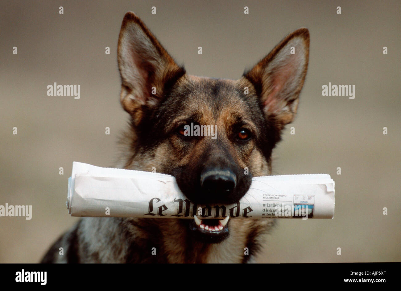 German Shepherd Dog with magazine Alsatian Stock Photo - Alamy