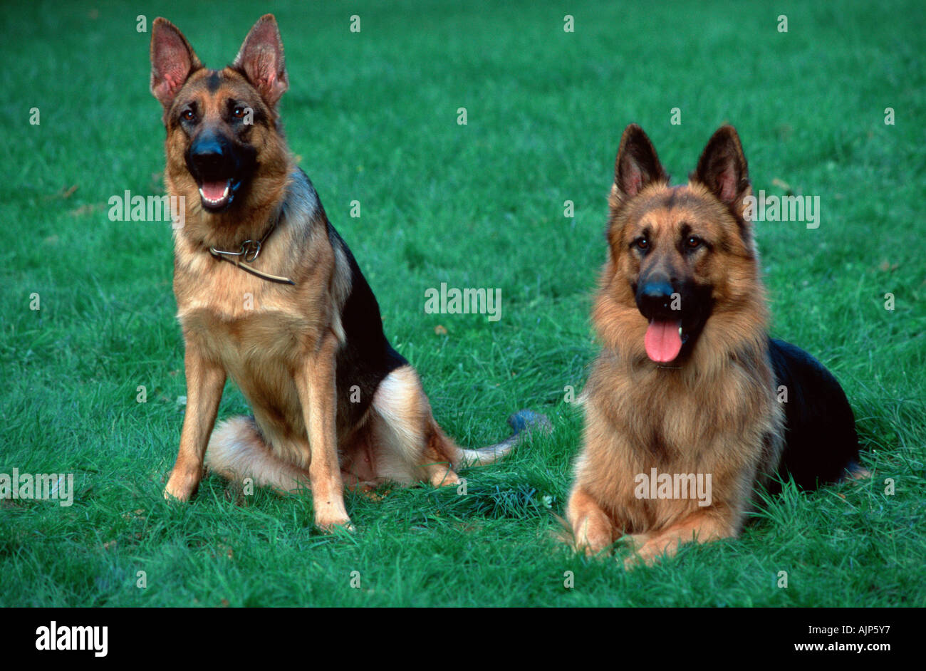 German Shepherd Dogs Alsatian Stock Photo - Alamy