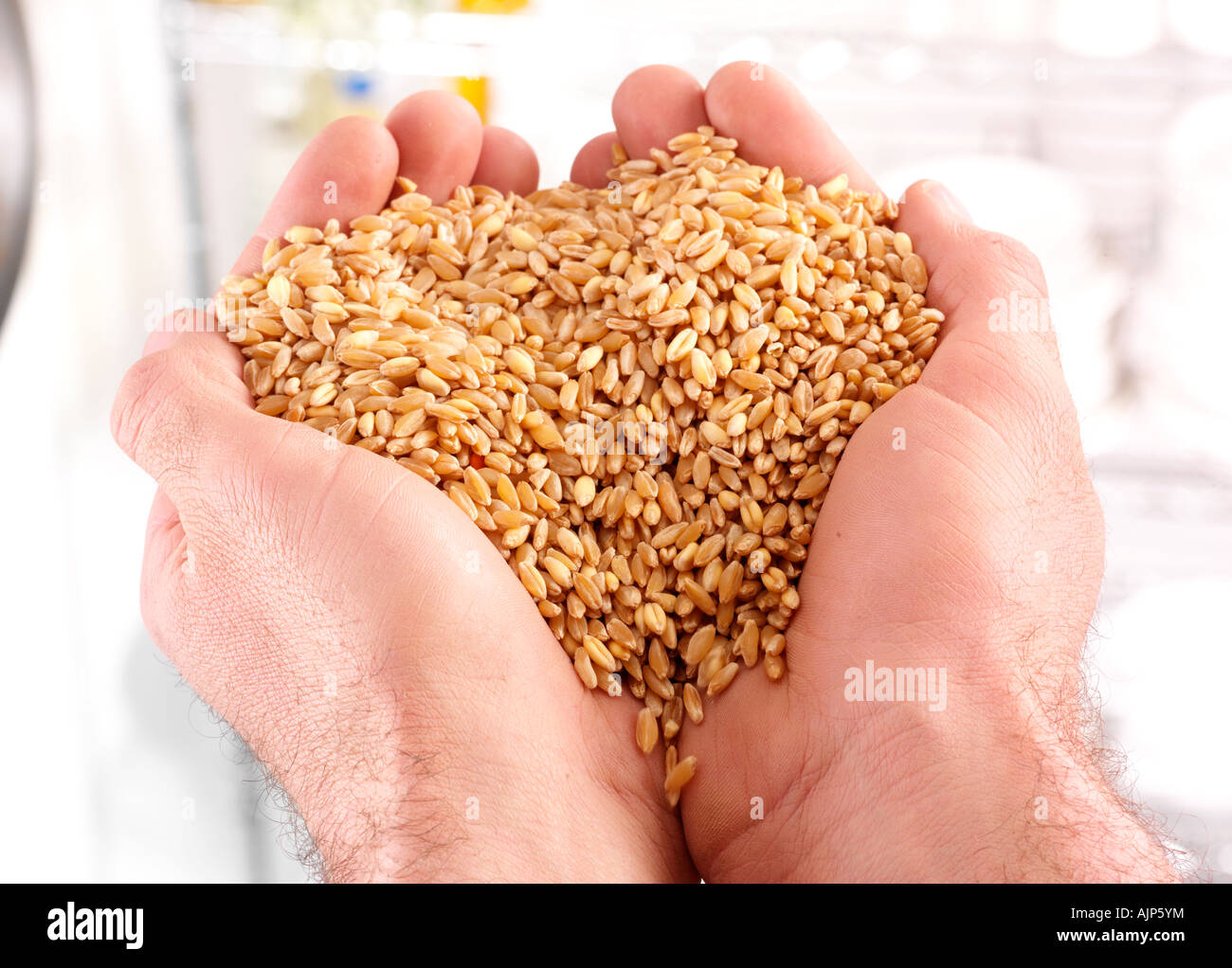 HANDFUL OF WHEAT GRAINS Stock Photo - Alamy