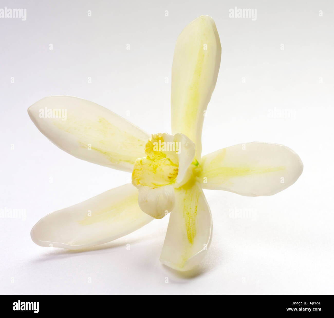 SINGLE VANILLA FLOWER Stock Photo - Alamy