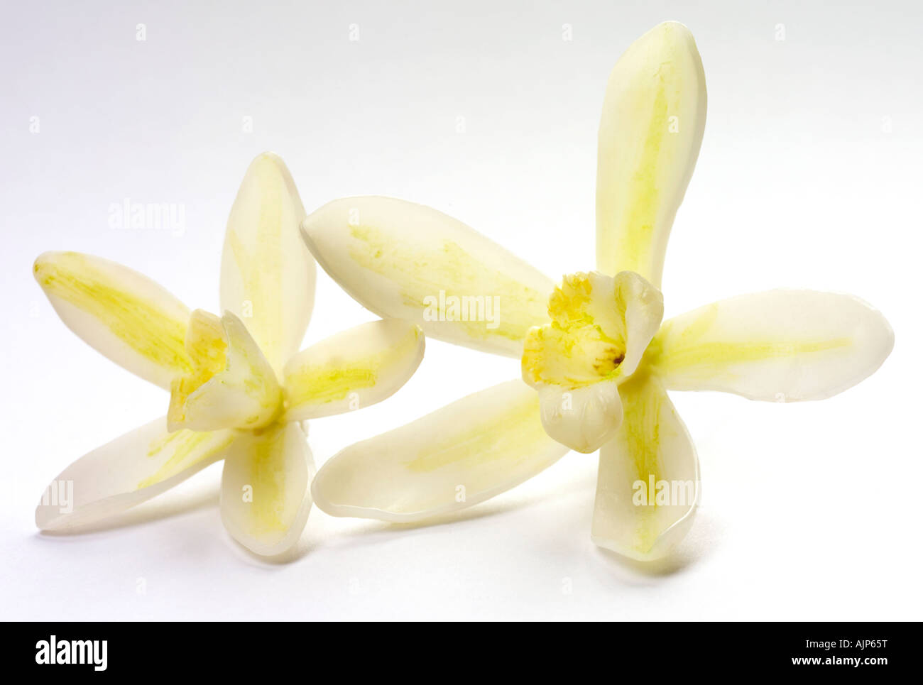 TWO VANILLA FLOWERS Stock Photo - Alamy