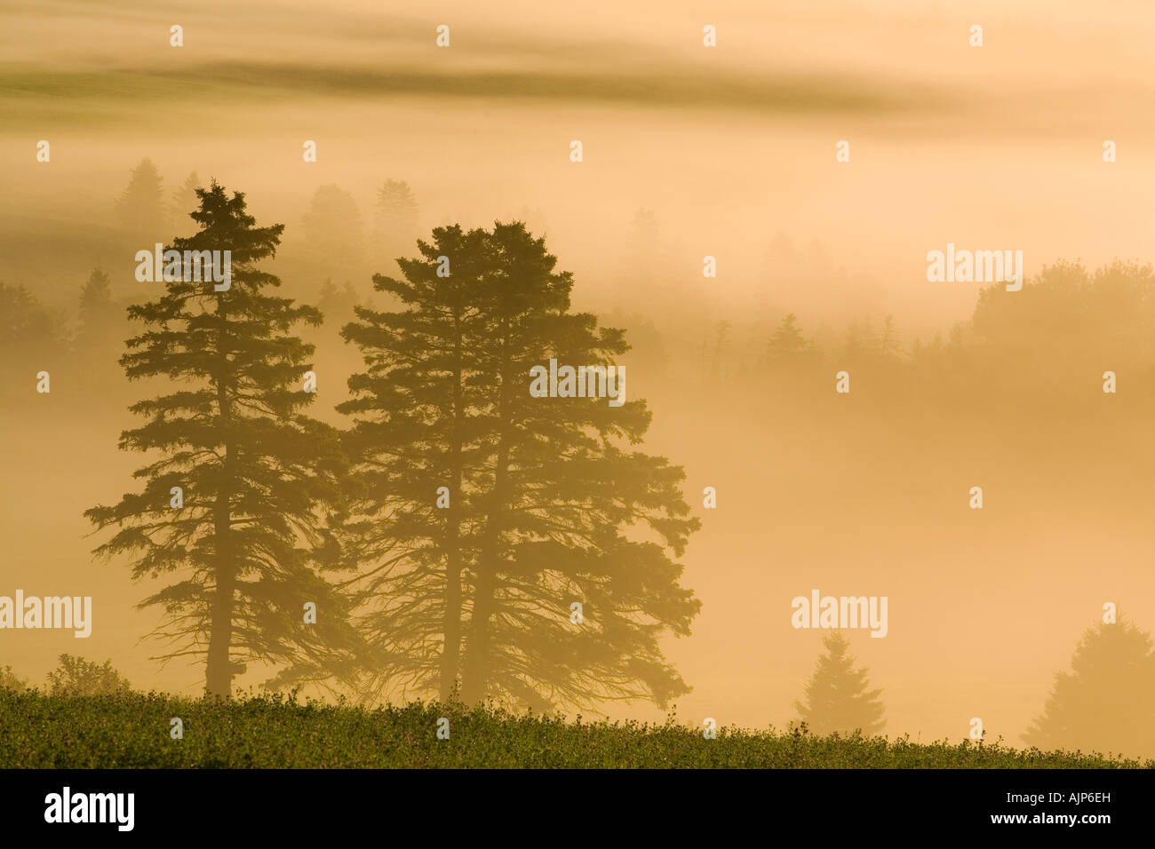 Early morning mist, New Glasgow, Prince Edward Island, Canada Stock ...
