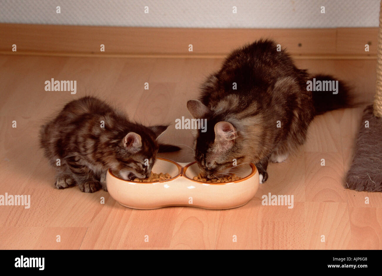 Norwegian Forest Cat and kitten eating together Stock Photo - Alamy