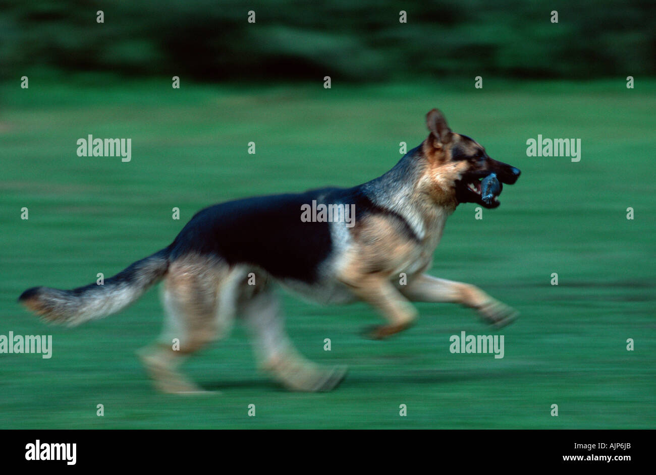German Shepherd Dog Alsatian side Stock Photo - Alamy
