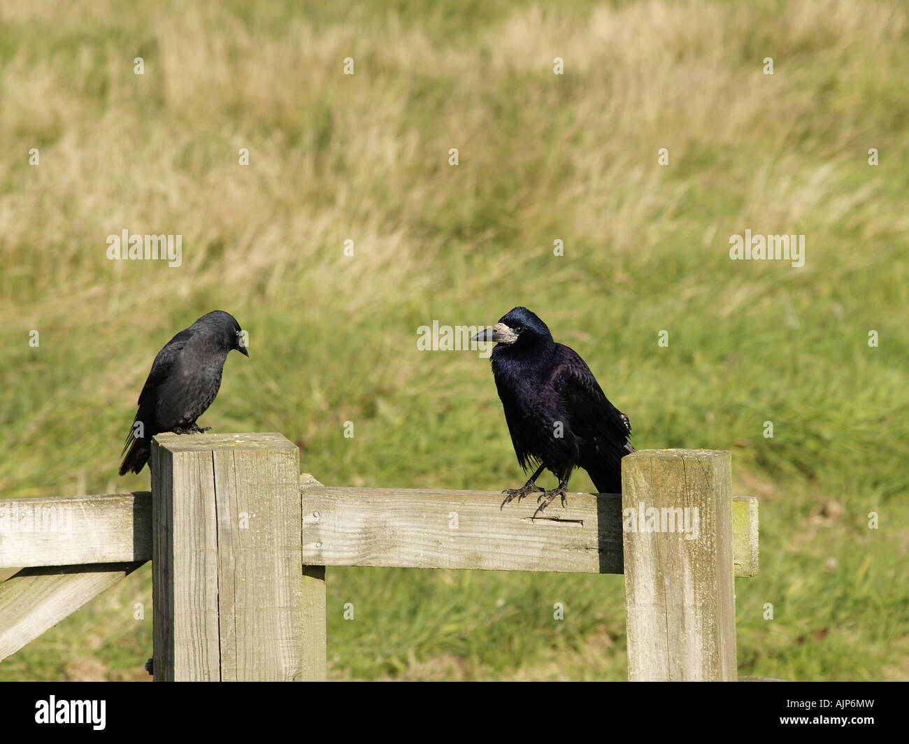 Two rooks on wooden fence Stock Photo - Alamy