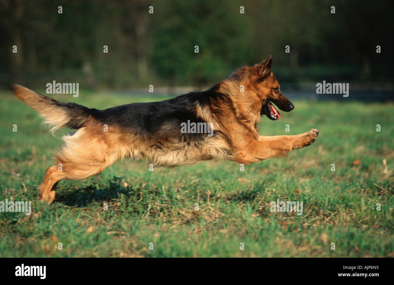 German Shepherd Dog Alsatian side Stock Photo - Alamy