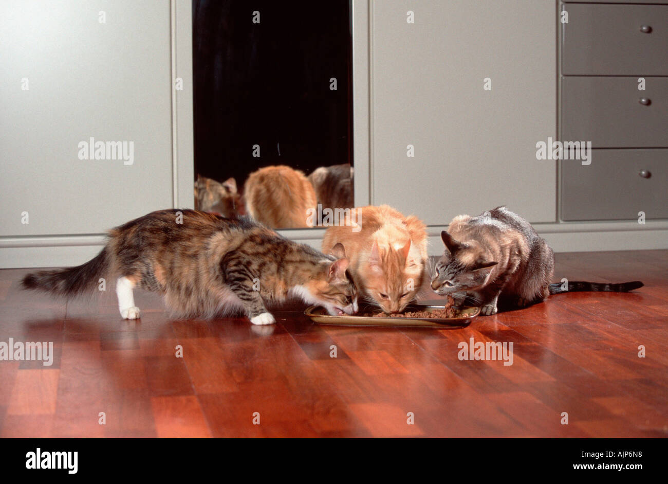 Norwegian Forest Cats and Oriental Shorthair Cat eating together Stock ...