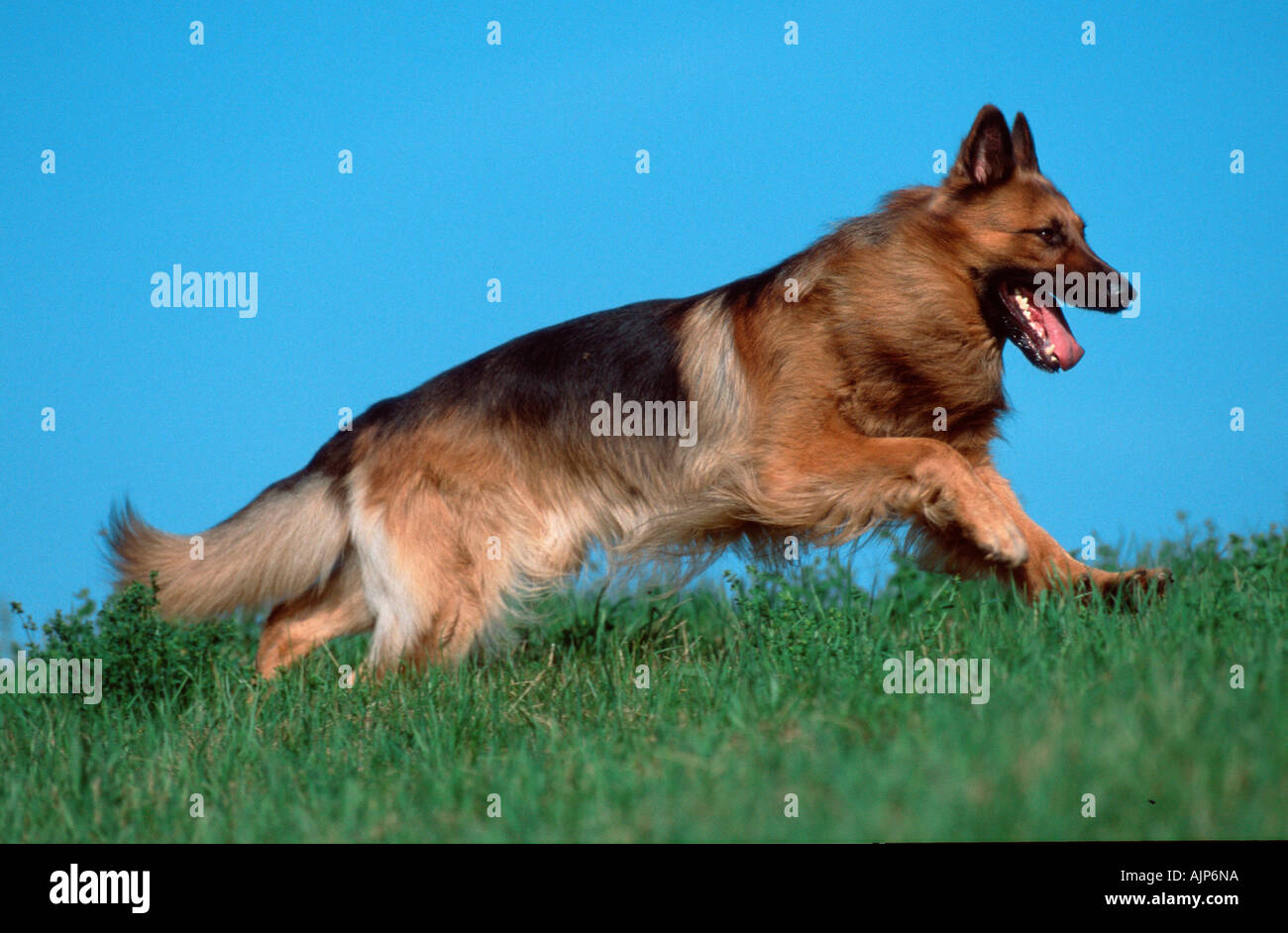 German Shepherd Dog Alsatian side Stock Photo - Alamy