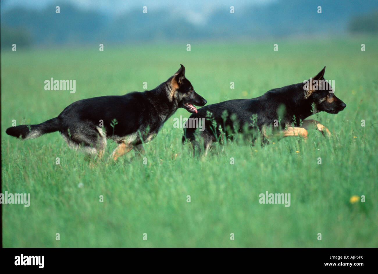 German Shepherd Dogs Alsatian side Stock Photo - Alamy
