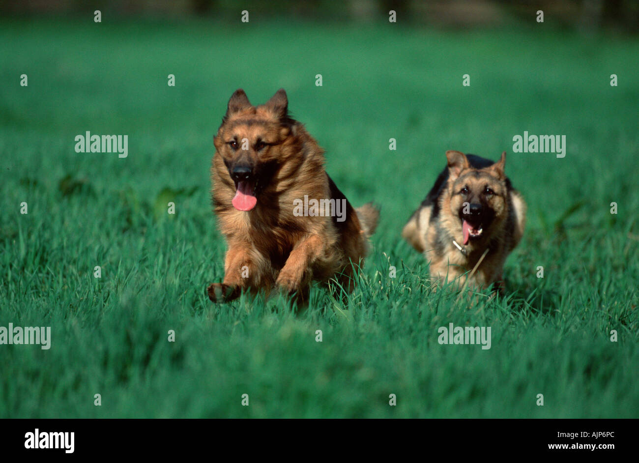 Alsatian dogs hi-res stock photography and images - Alamy