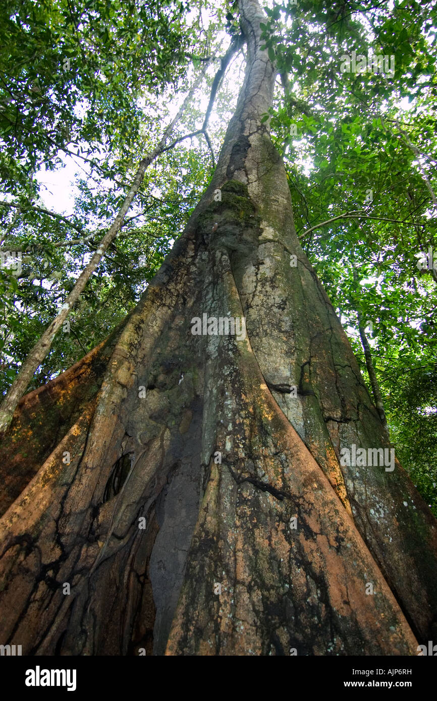 Large tree grows from flooded tropical rainforest Mamiraua sustainable ...