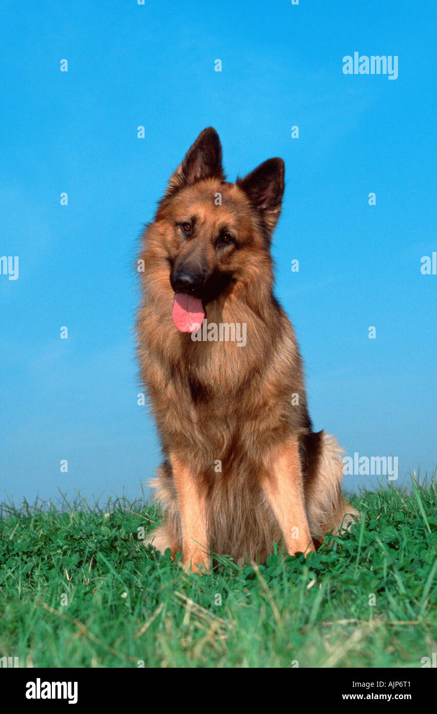 Alsatian dog sitting hi-res stock photography and images - Alamy
