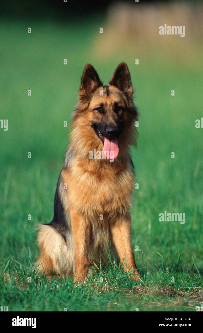 Alsatian dog sitting hi-res stock photography and images - Alamy