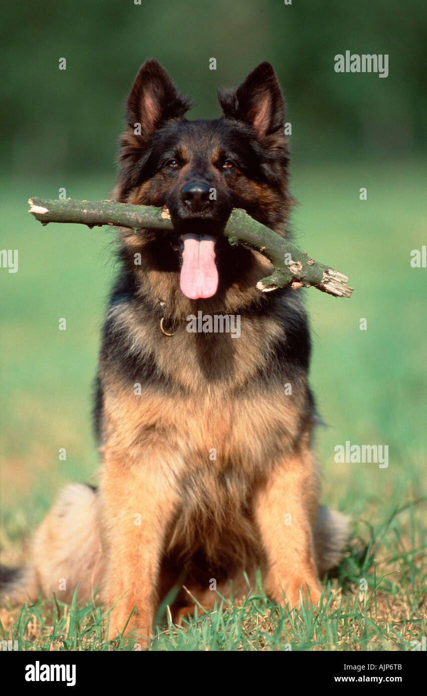 German Shepherd Dog Alsatian Stock Photo - Alamy