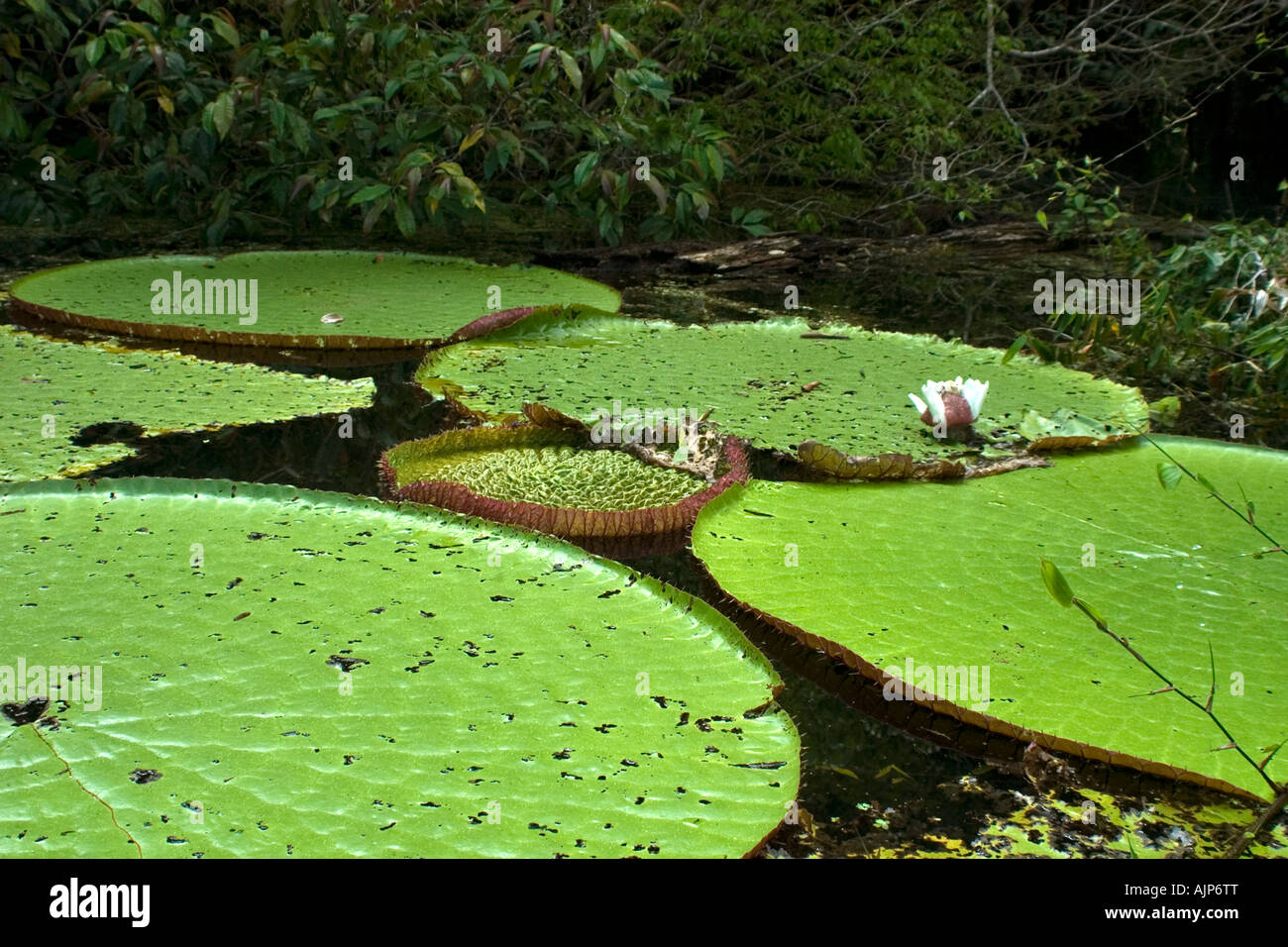 Largest leaf victoria amazonica water hi-res stock photography and ...
