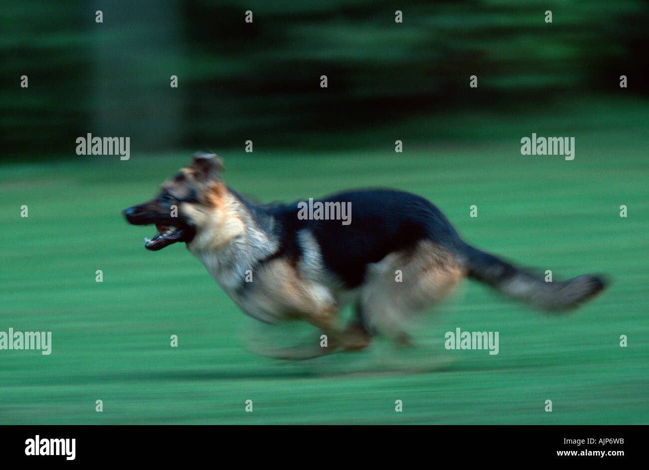 Blurred motion shot shepherd hi-res stock photography and images - Alamy