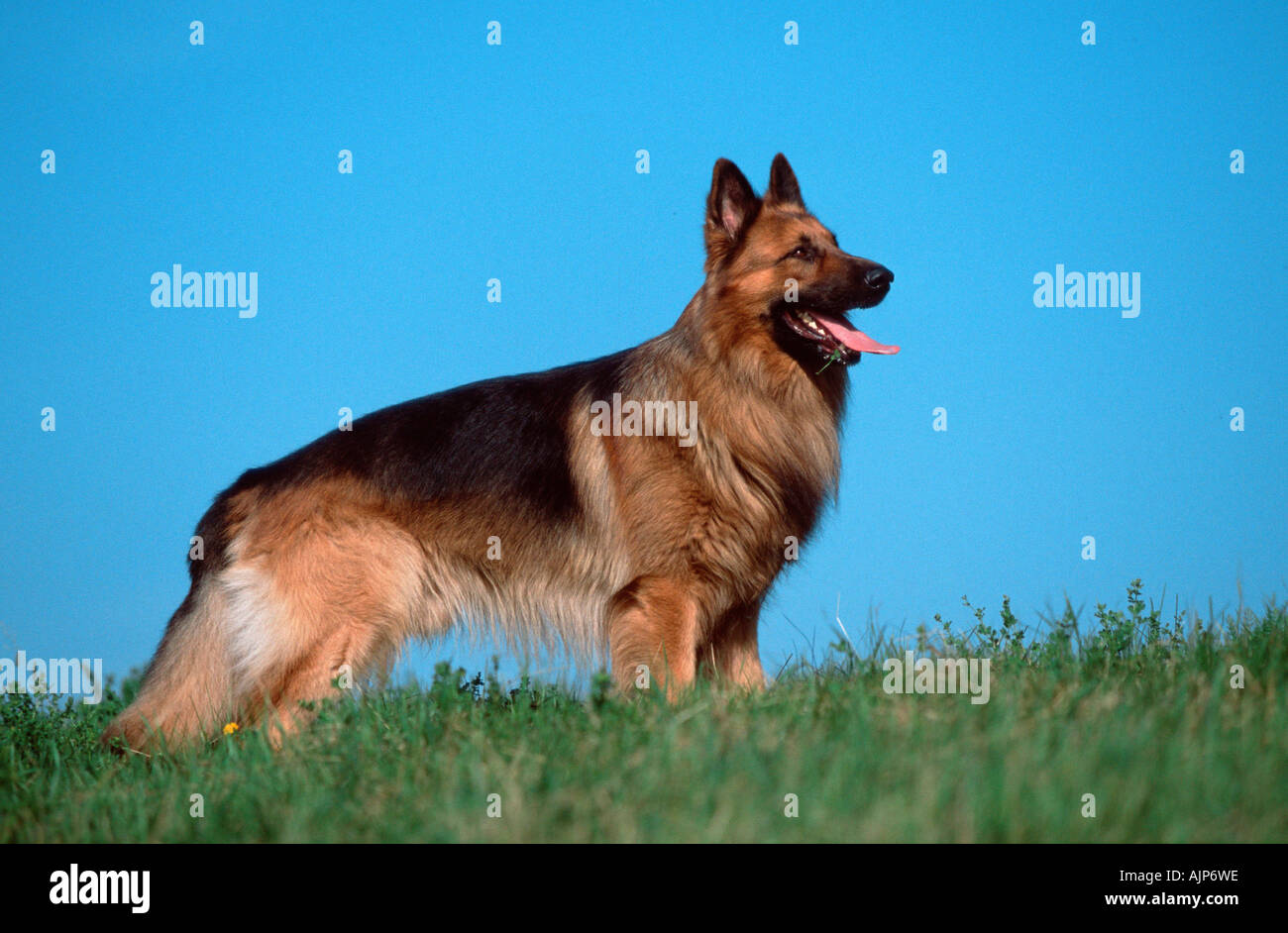 German Shepherd Dog Alsatian side Stock Photo - Alamy