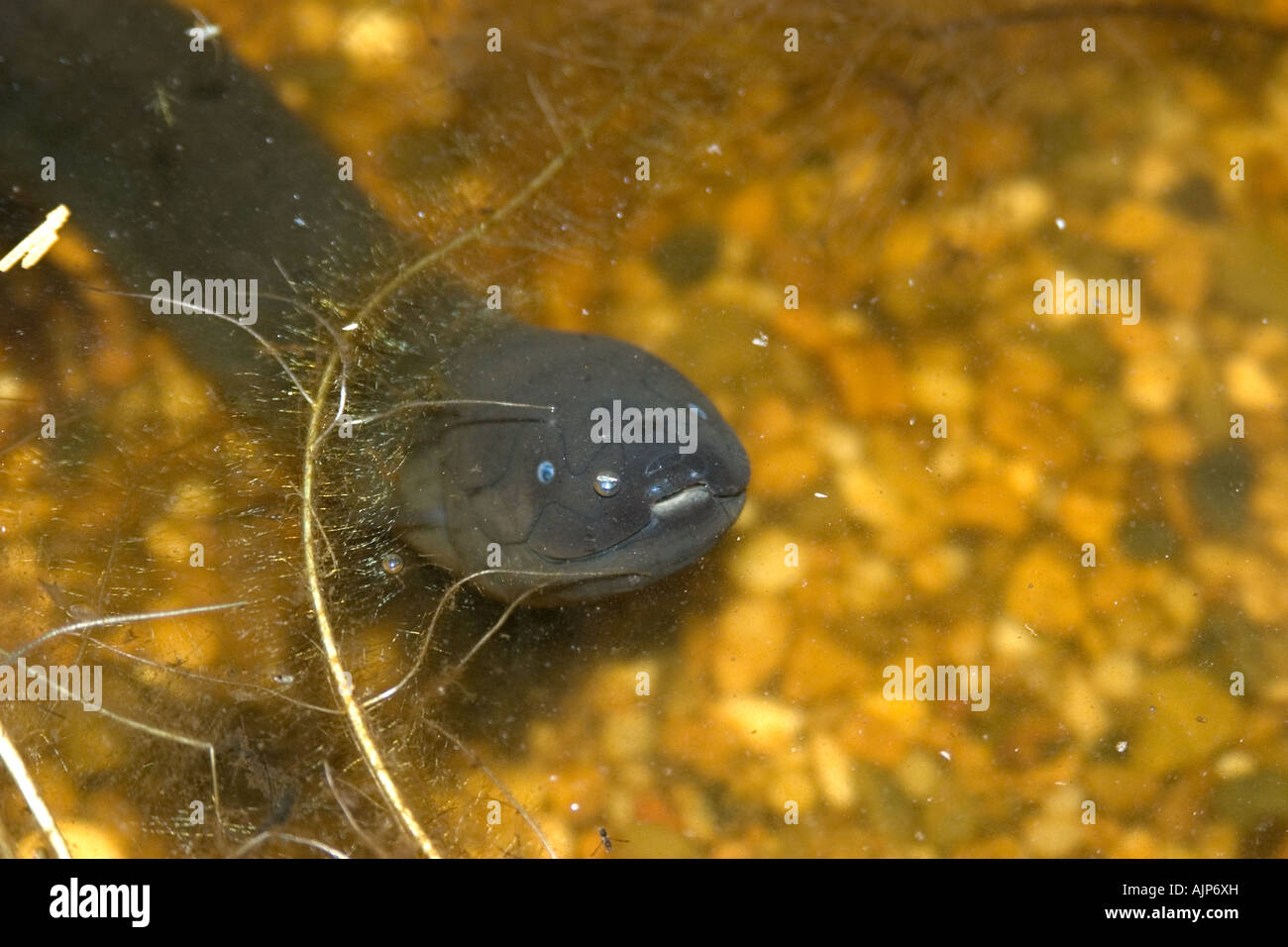 Lepidosiren paradoxa hi-res stock photography and images - Alamy