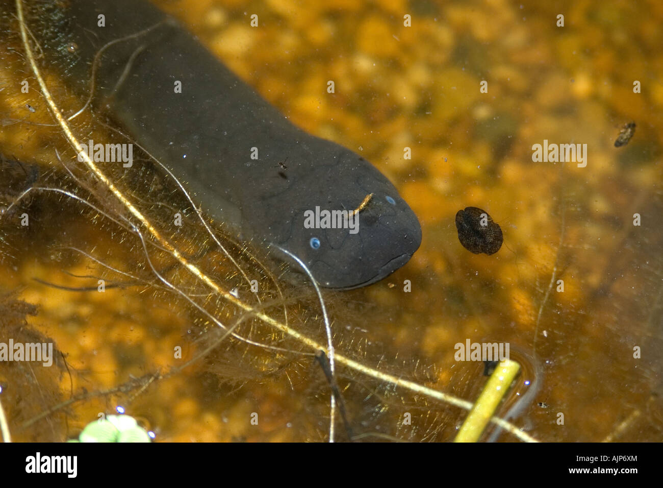 Lungfish hi-res stock photography and images - Alamy