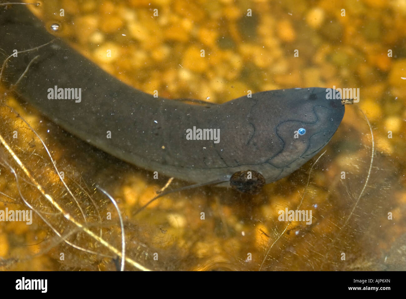 Lungfish hi-res stock photography and images - Alamy