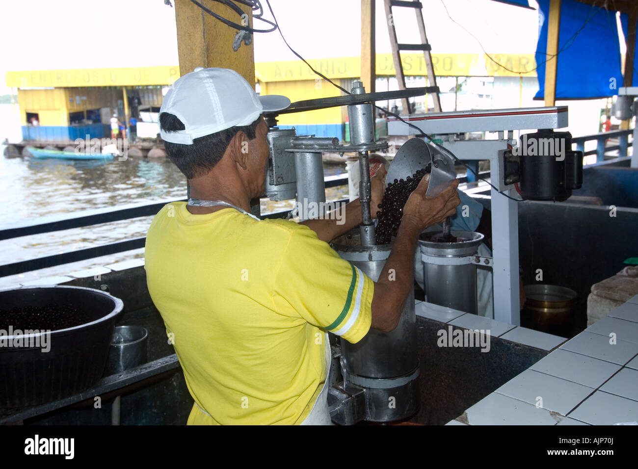 Acai palm forest hi-res stock photography and images - Alamy