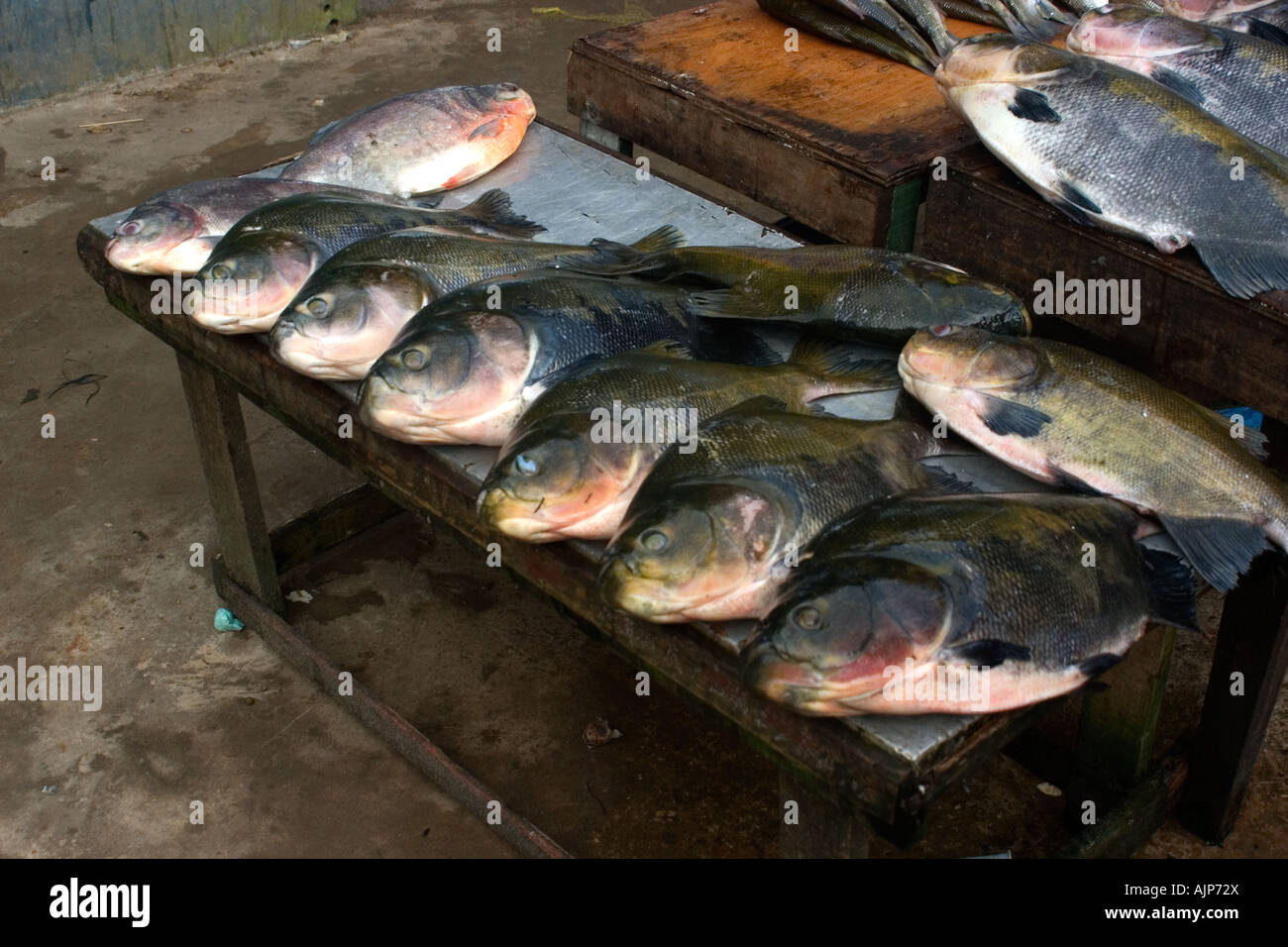 Black tambaqui Colossoma macropomum for sale at riverside fish market ...