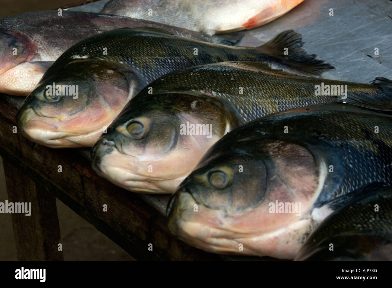 Tambaqui fish hi-res stock photography and images - Alamy