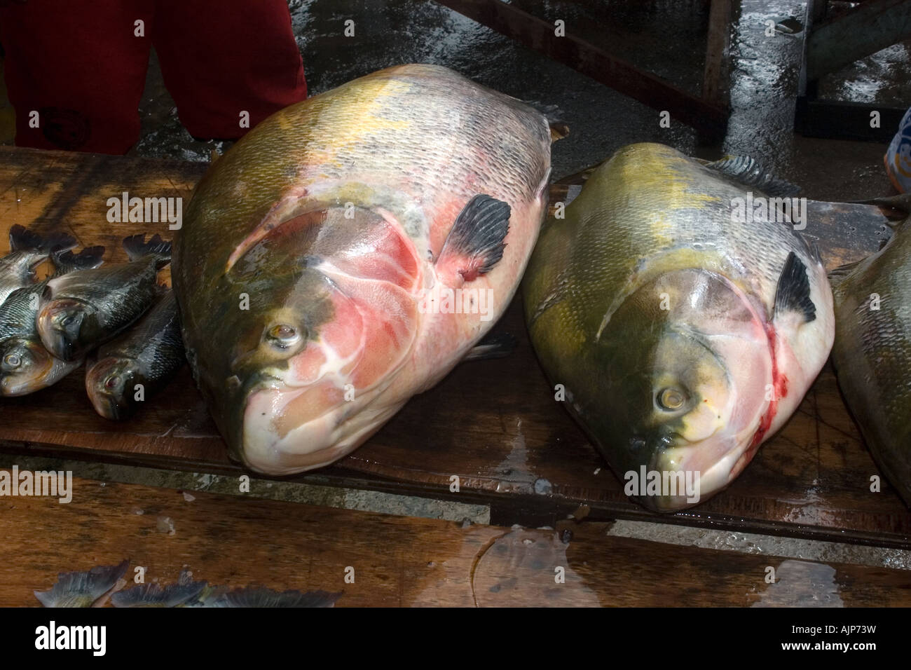 Black tambaqui Colossoma macropomum for sale at riverside fish market ...