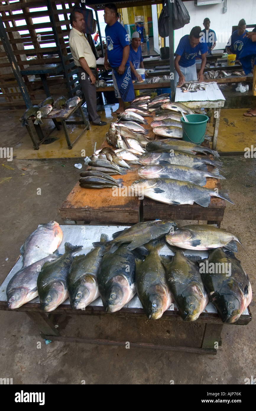 Black tambaqui Colossoma macropomum for sale at riverside fish market ...