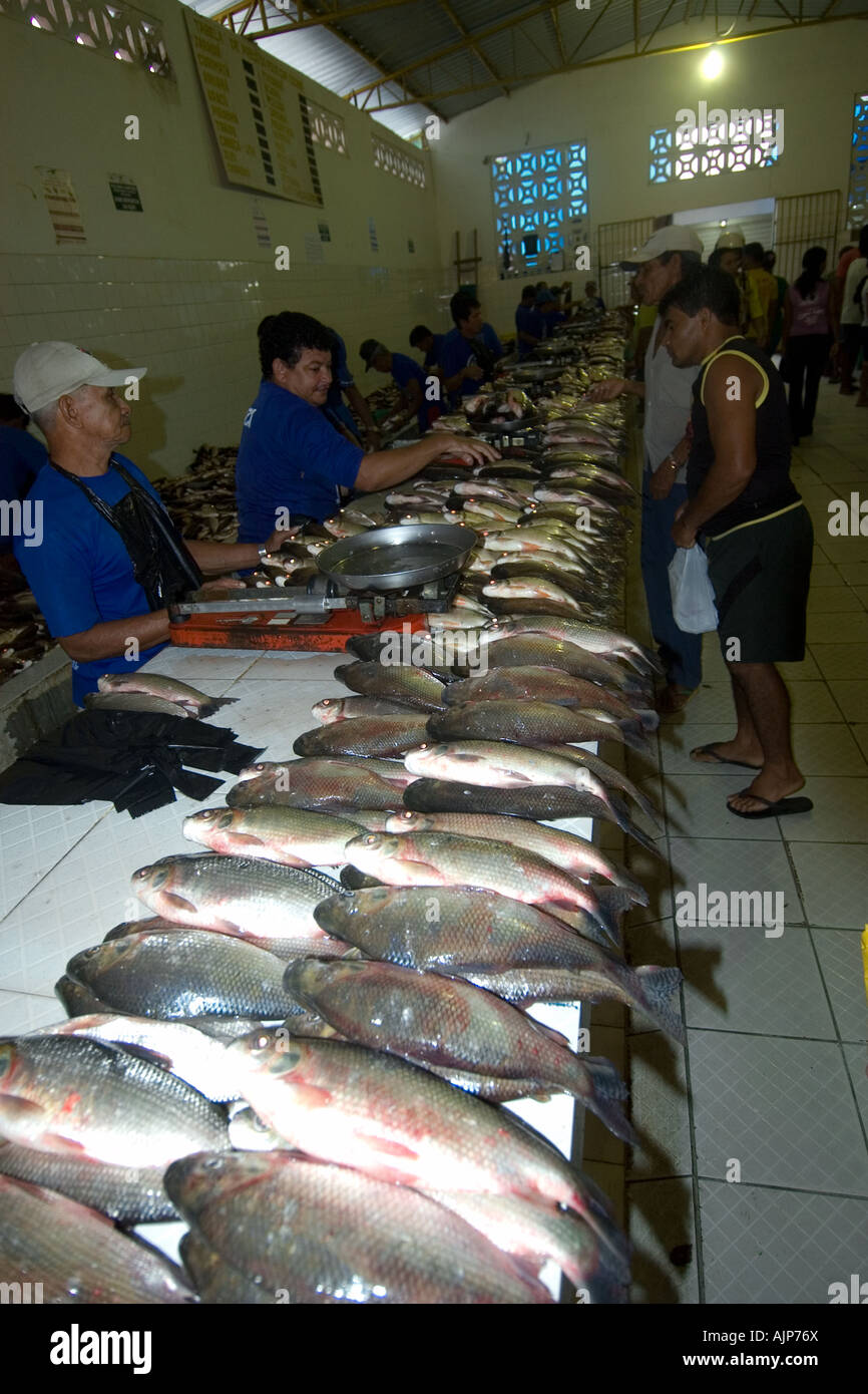Black tambaqui Colossoma macropomum for sale at riverside fish market ...