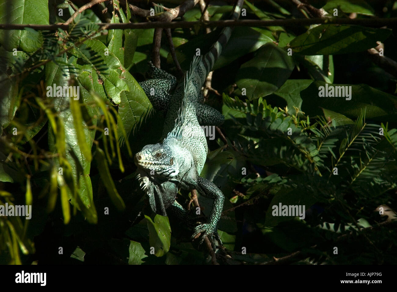 Green Iguana Iguana iguana Novo Airao Amazonas Brazil Stock Photo - Alamy