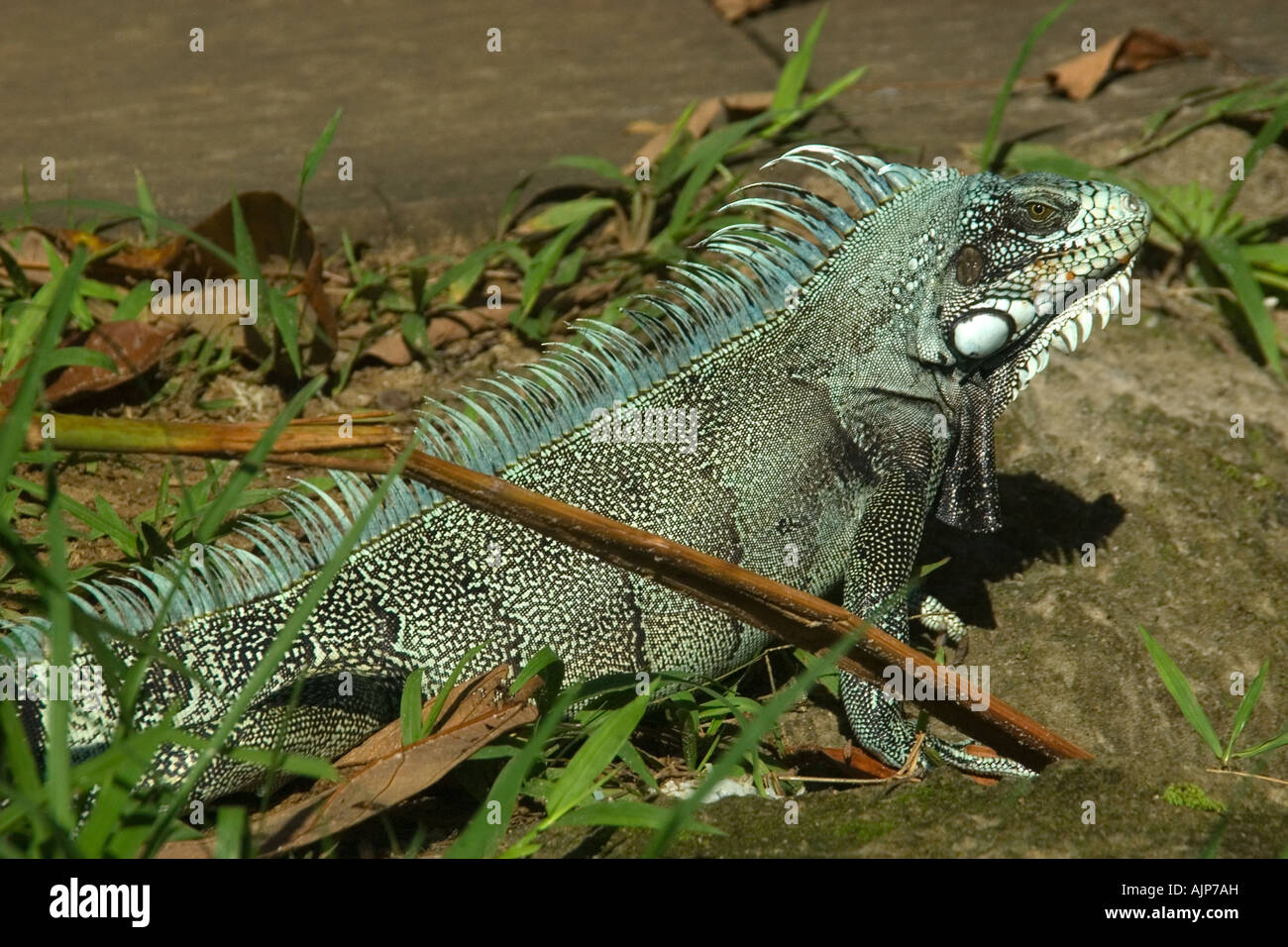 Animal novo hi-res stock photography and images - Alamy