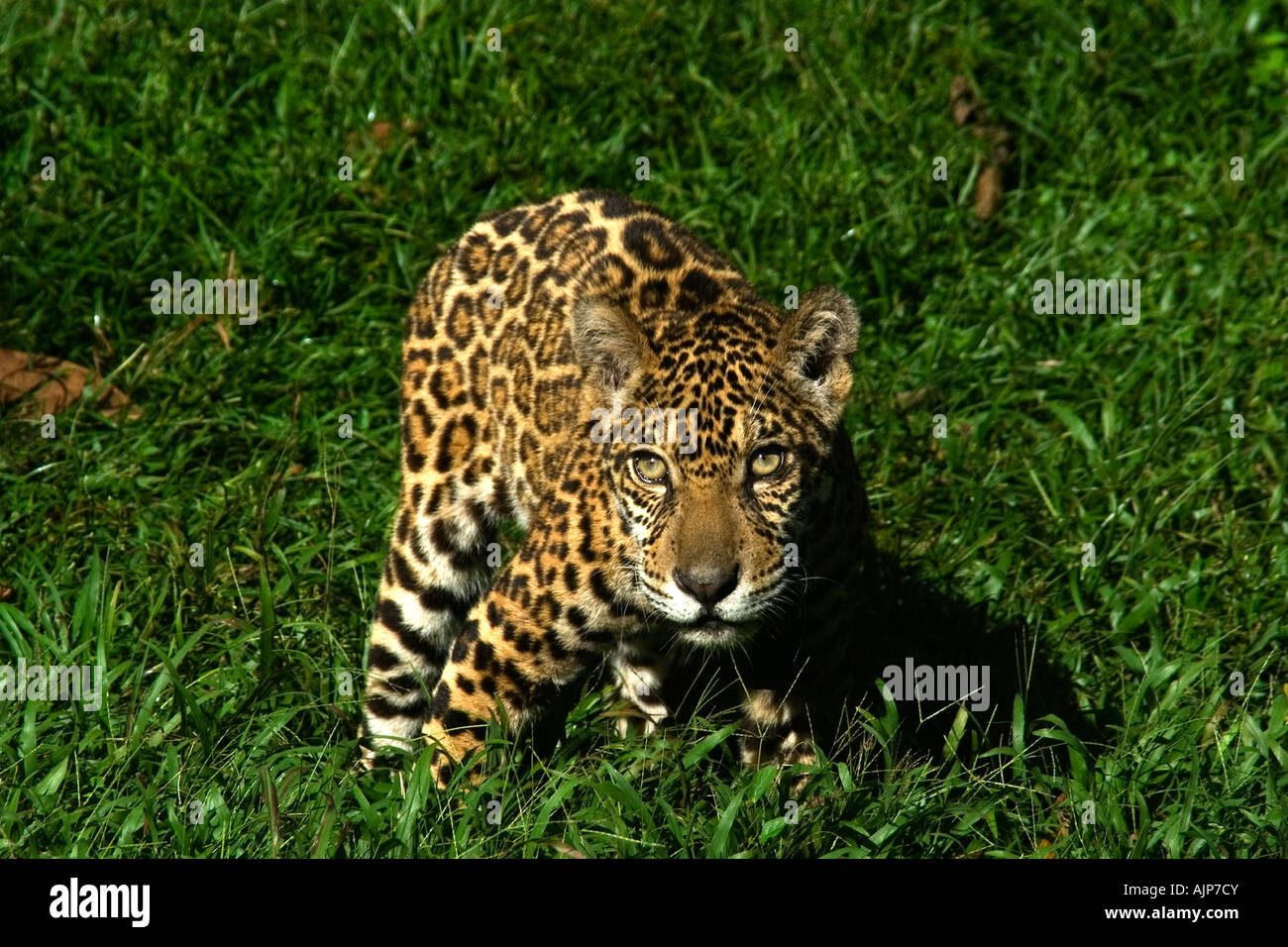 Amazon jaguar hi-res stock photography and images - Alamy